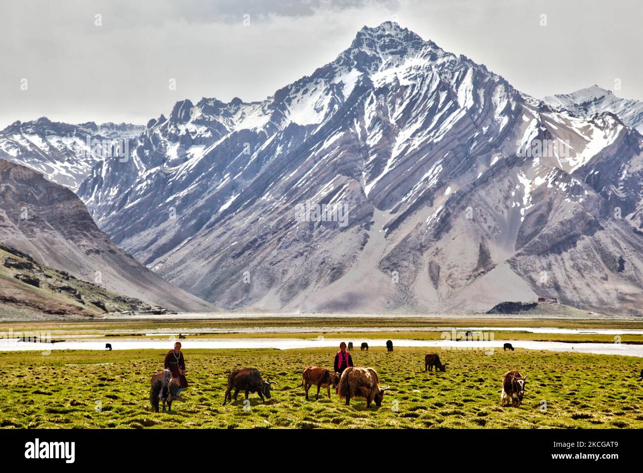 Ladakhi women herding dzos and dzomos in a small village in Zanskar ...