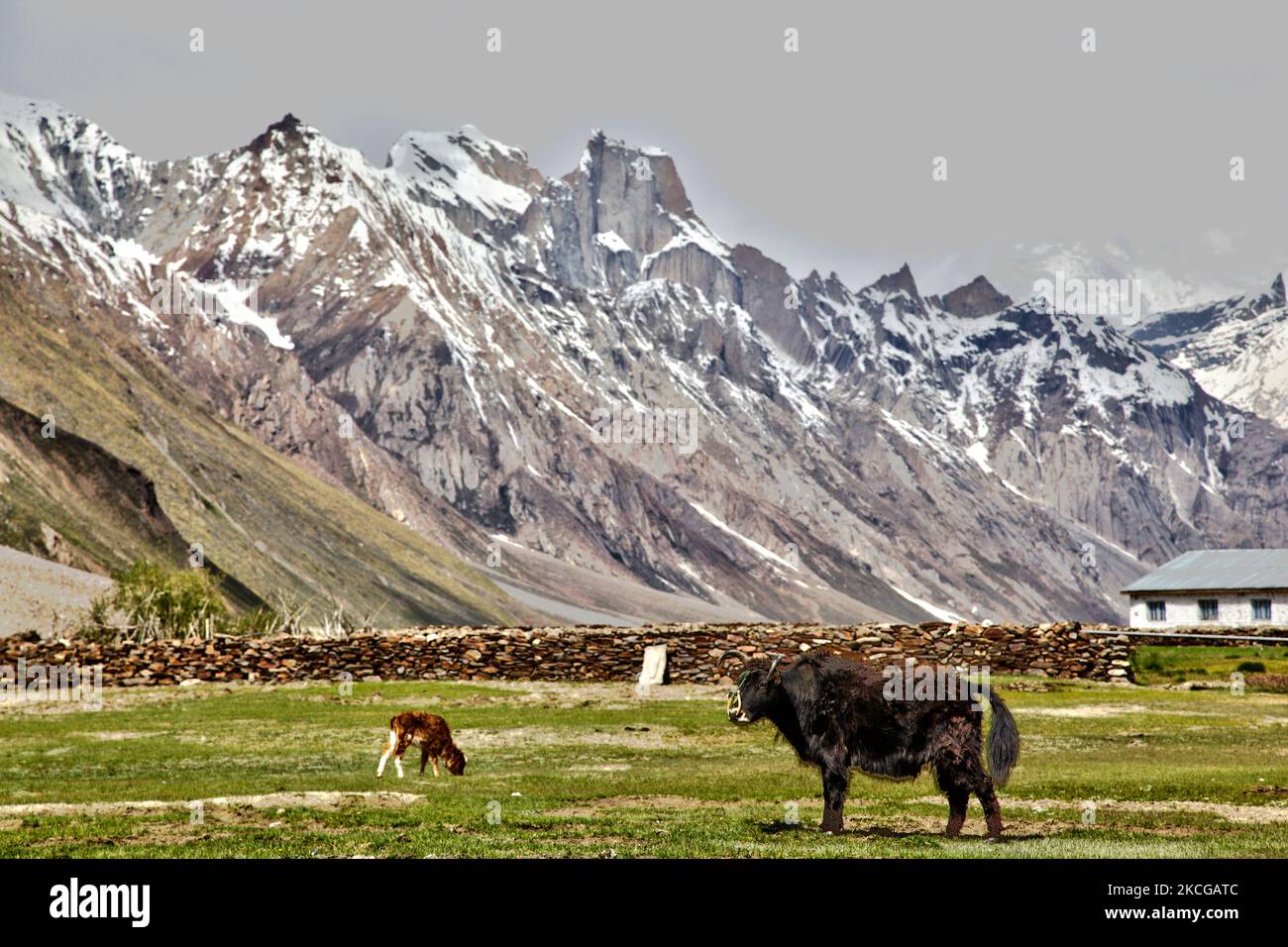 Dzos and dzomos grazing in a valley by a small village in Zanskar ...