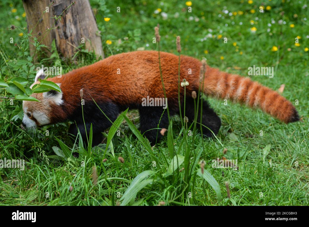 A Red Panda is fed during Leo Varadkar's visit to Dublin Zoo. On ...