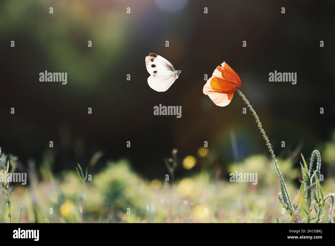 Red poppy in field swaying hi-res stock photography and images - Alamy