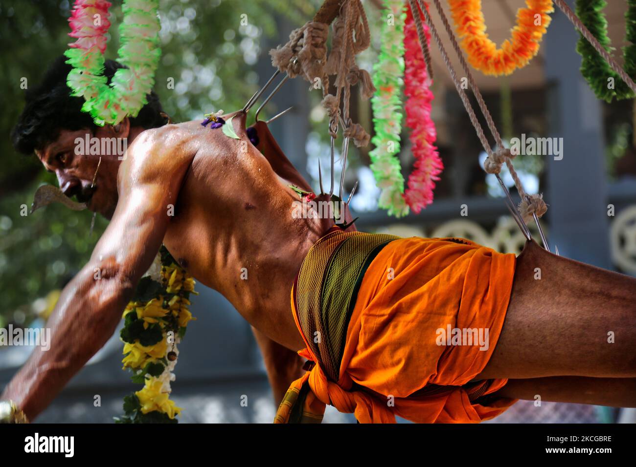 Tamil Hindu devotee performs the para-kavadi ritual (where he is ...