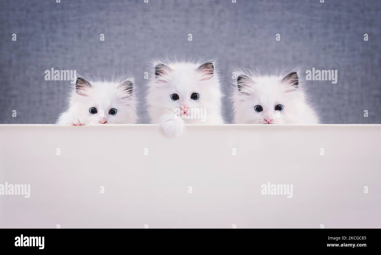 Three ragdolls, a cute and pretty white kitten with a surprised ...