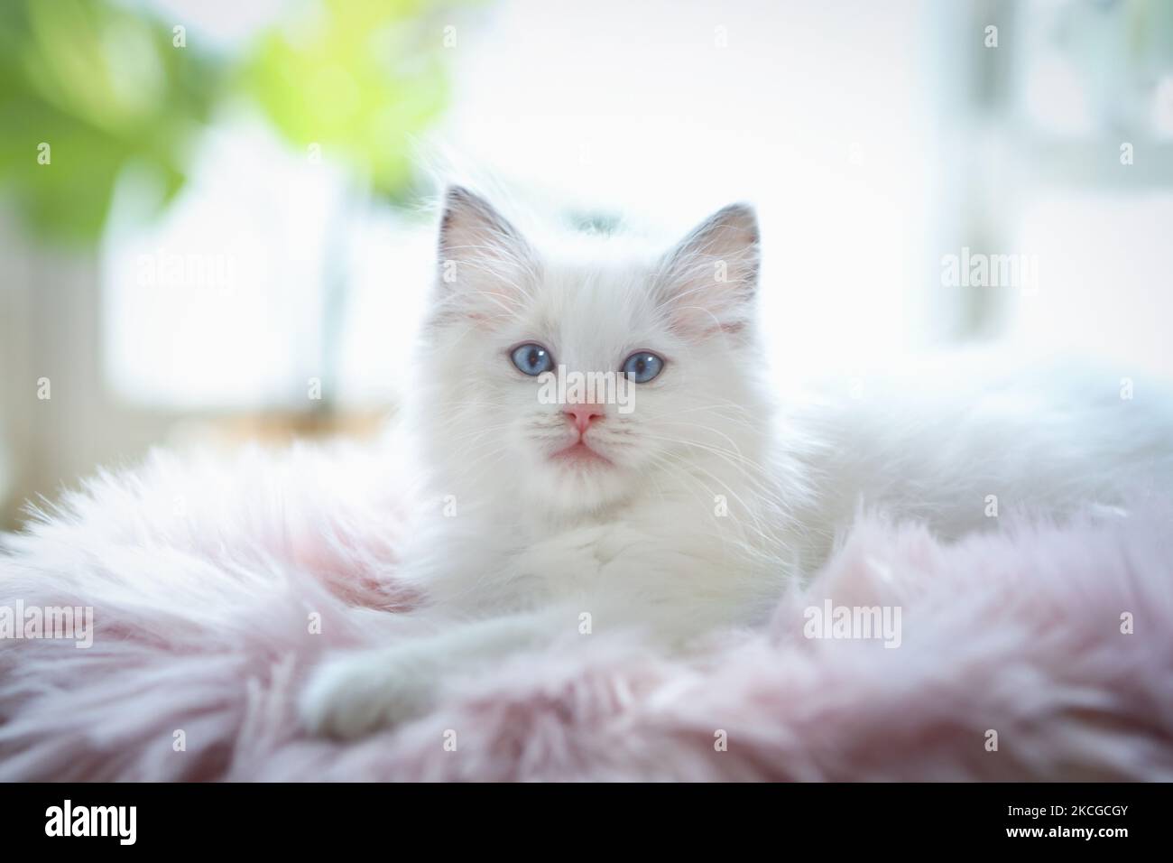 A cute and pretty white cat, Regdoll, resting on a fur cushion Stock ...