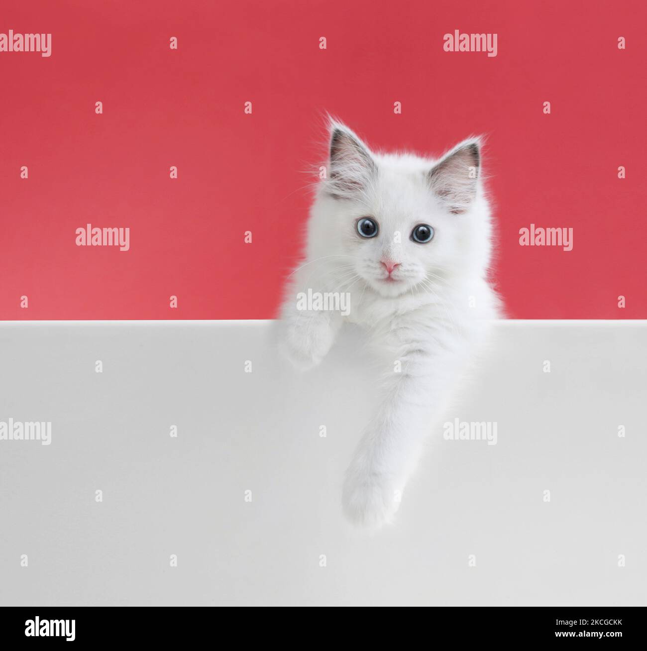 Cute little cat ragdoll playing with paws on pink background and ...