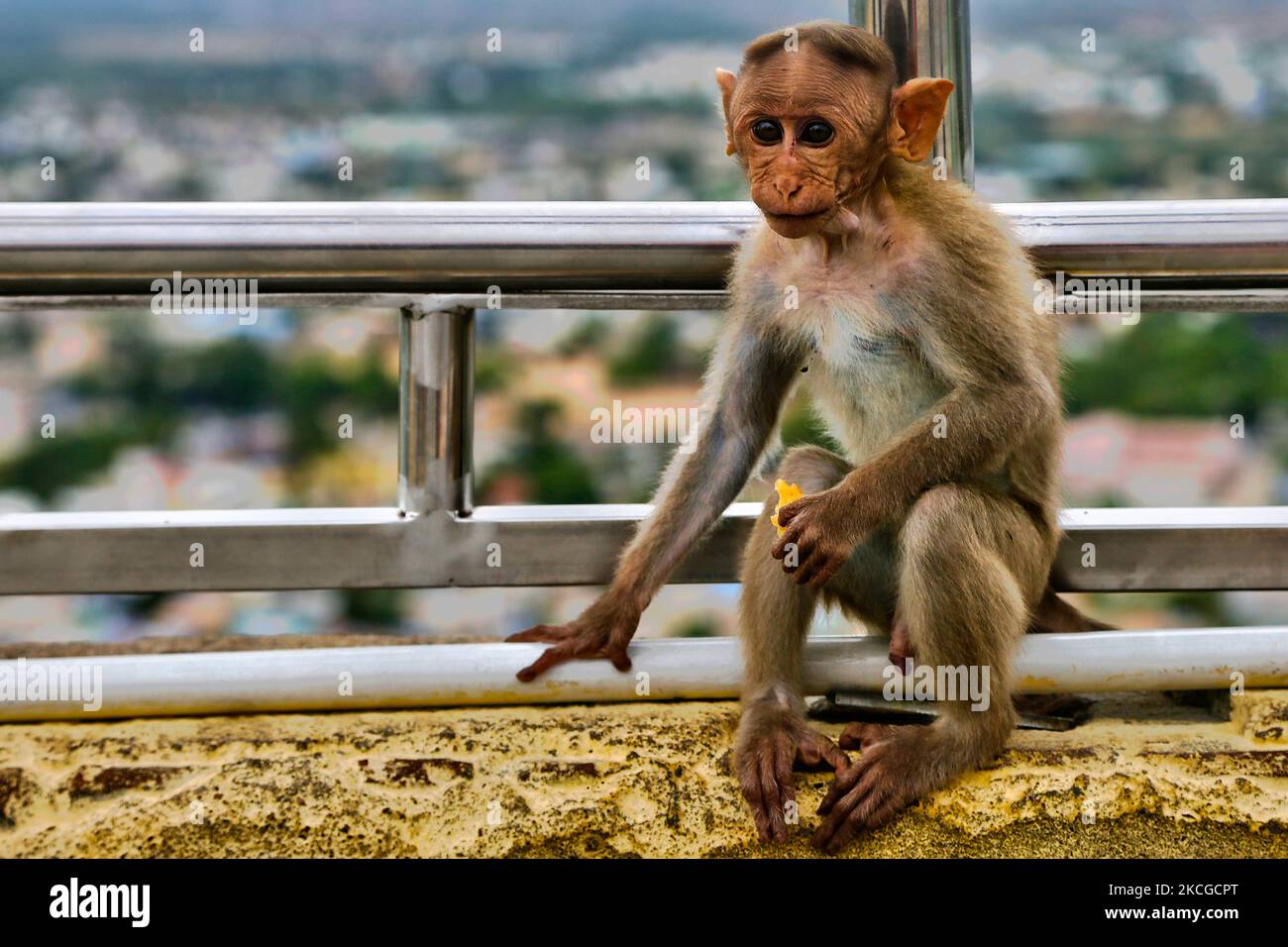 Rhesus monkeys (Macaca mulatta) eat food left behind from Hindu ...