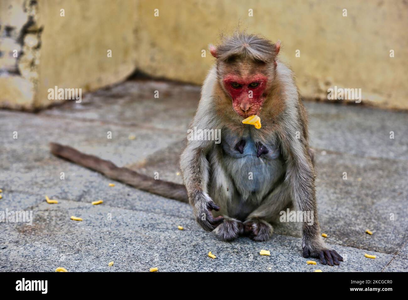 Rhesus monkeys (Macaca mulatta) eat food left behind from Hindu ...