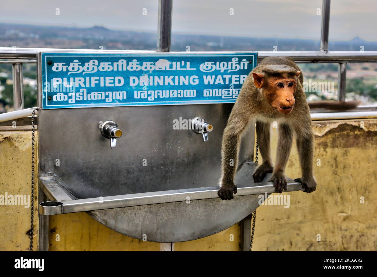 Tamil nadu primate hi-res stock photography and images - Alamy