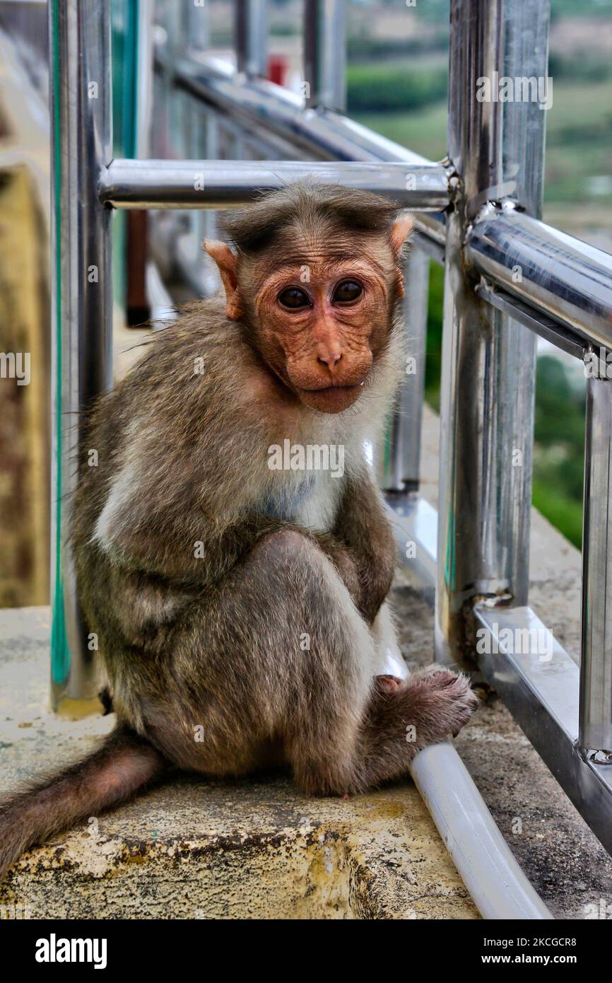 Rhesus monkeys (Macaca mulatta) at the mountaintop Ganesh (Pillayar ...