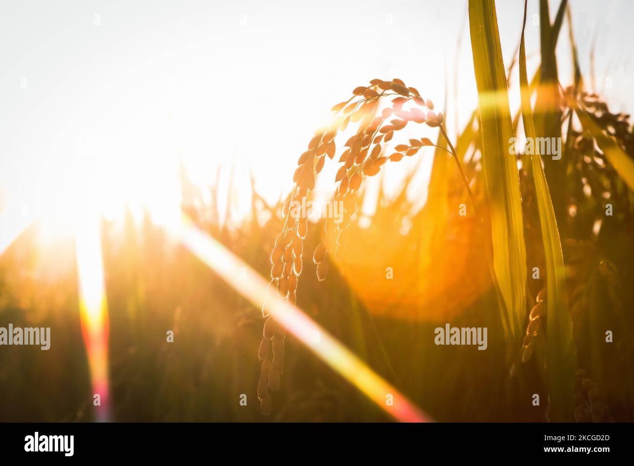 Paddy field landscape with ripening crops in autumn sunlight and yellow ...