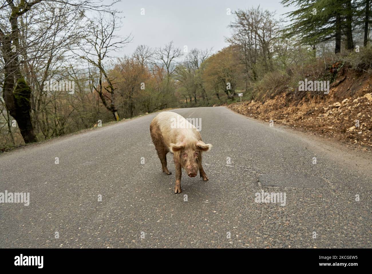 The domestic pig walks on its own along the road Stock Photo - Alamy