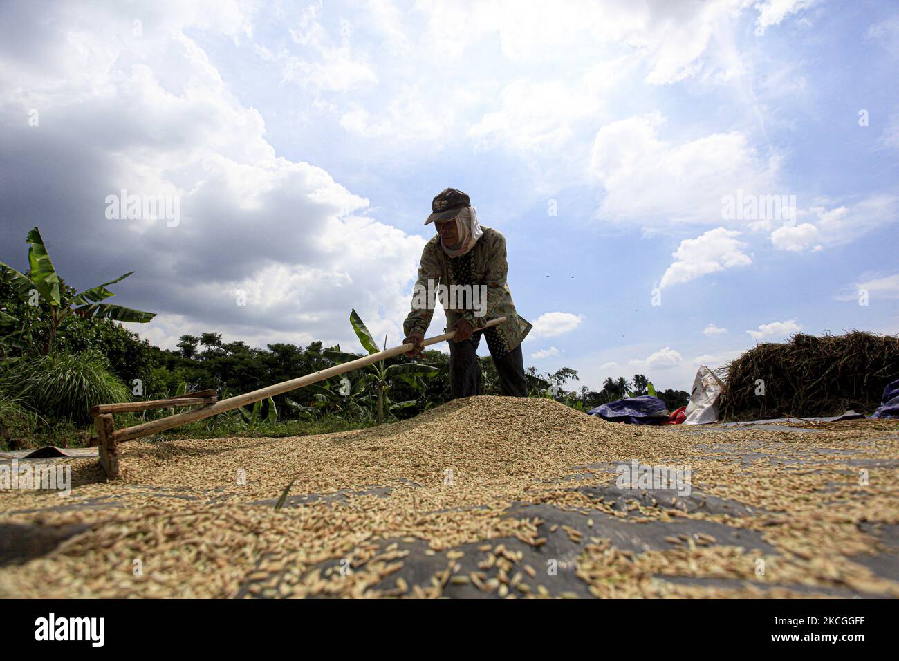 A farmers seen spreading out the Rice grain with their rakes at a rice ...
