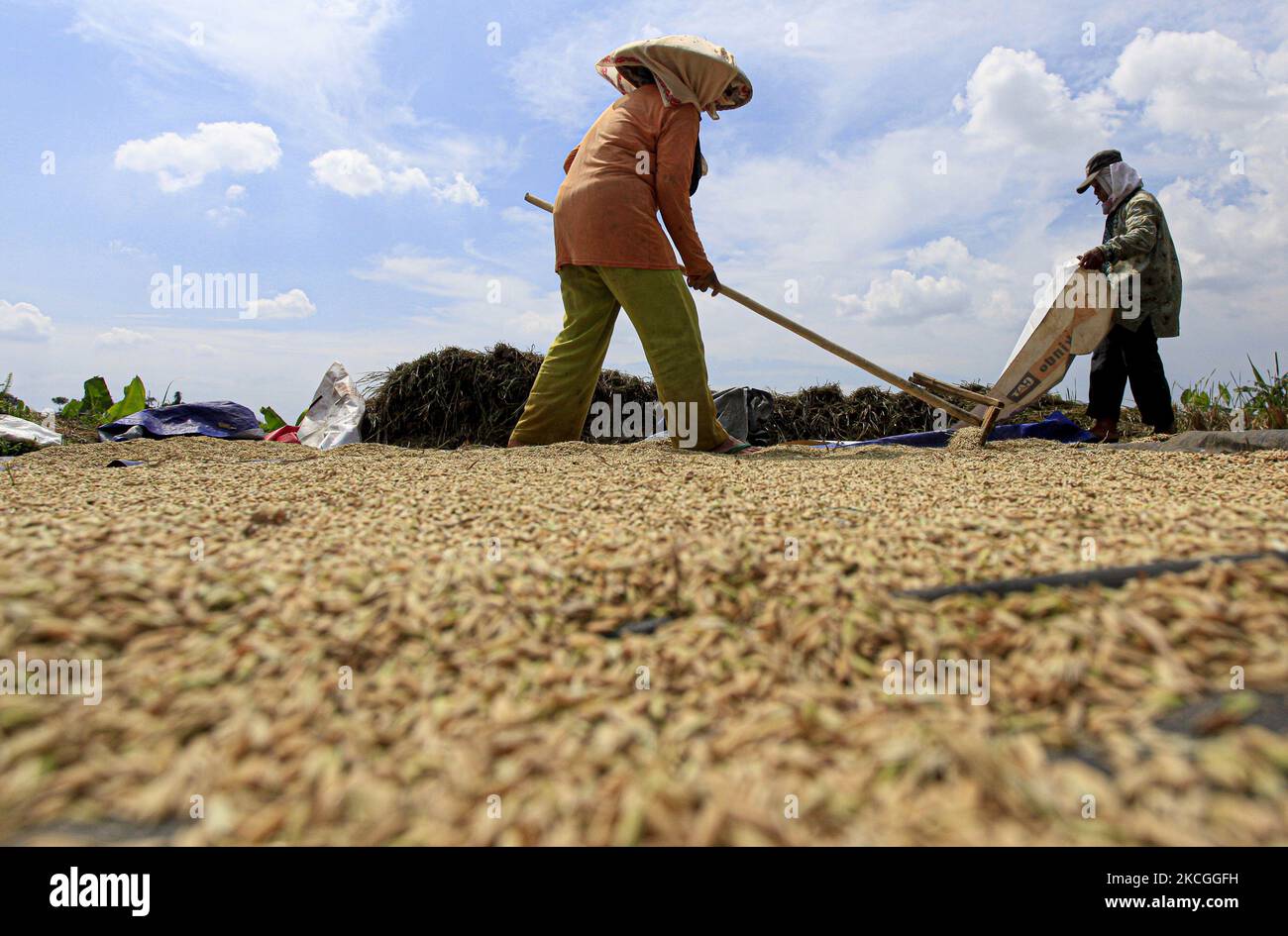 Farmers seen spreading out the Rice grain with their rakes at a rice ...