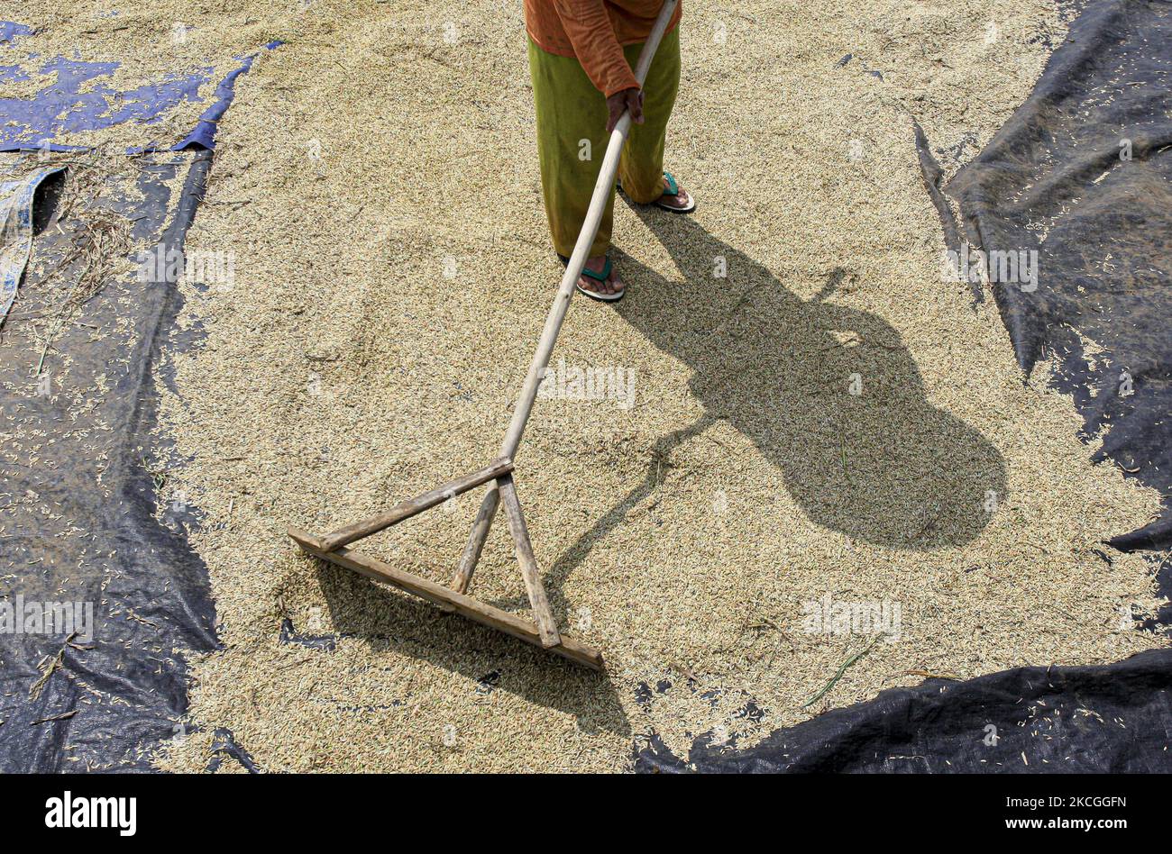 A farmers seen spreading out the Rice grain with their rakes at a rice ...