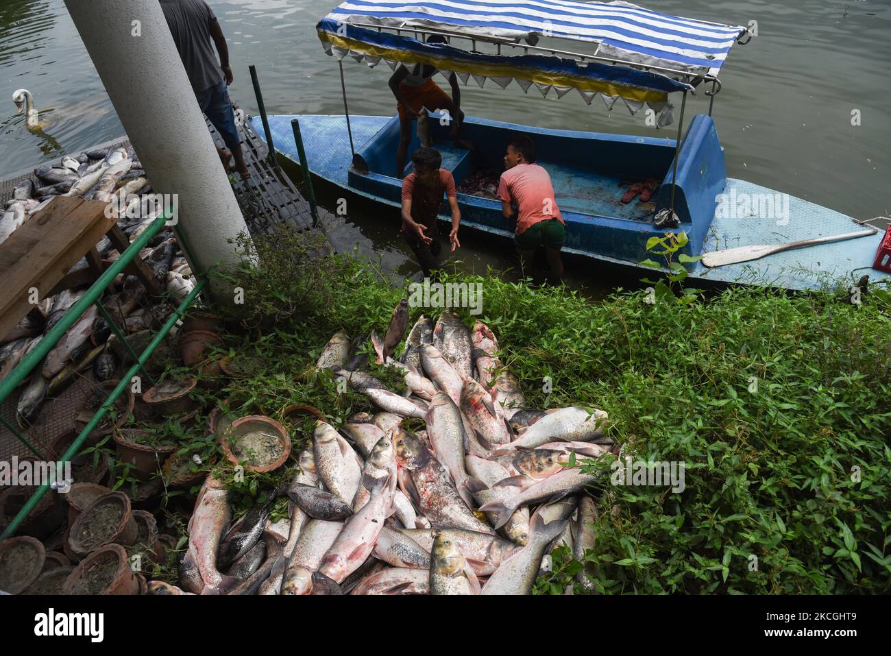 Oxygen Depletion Pollution