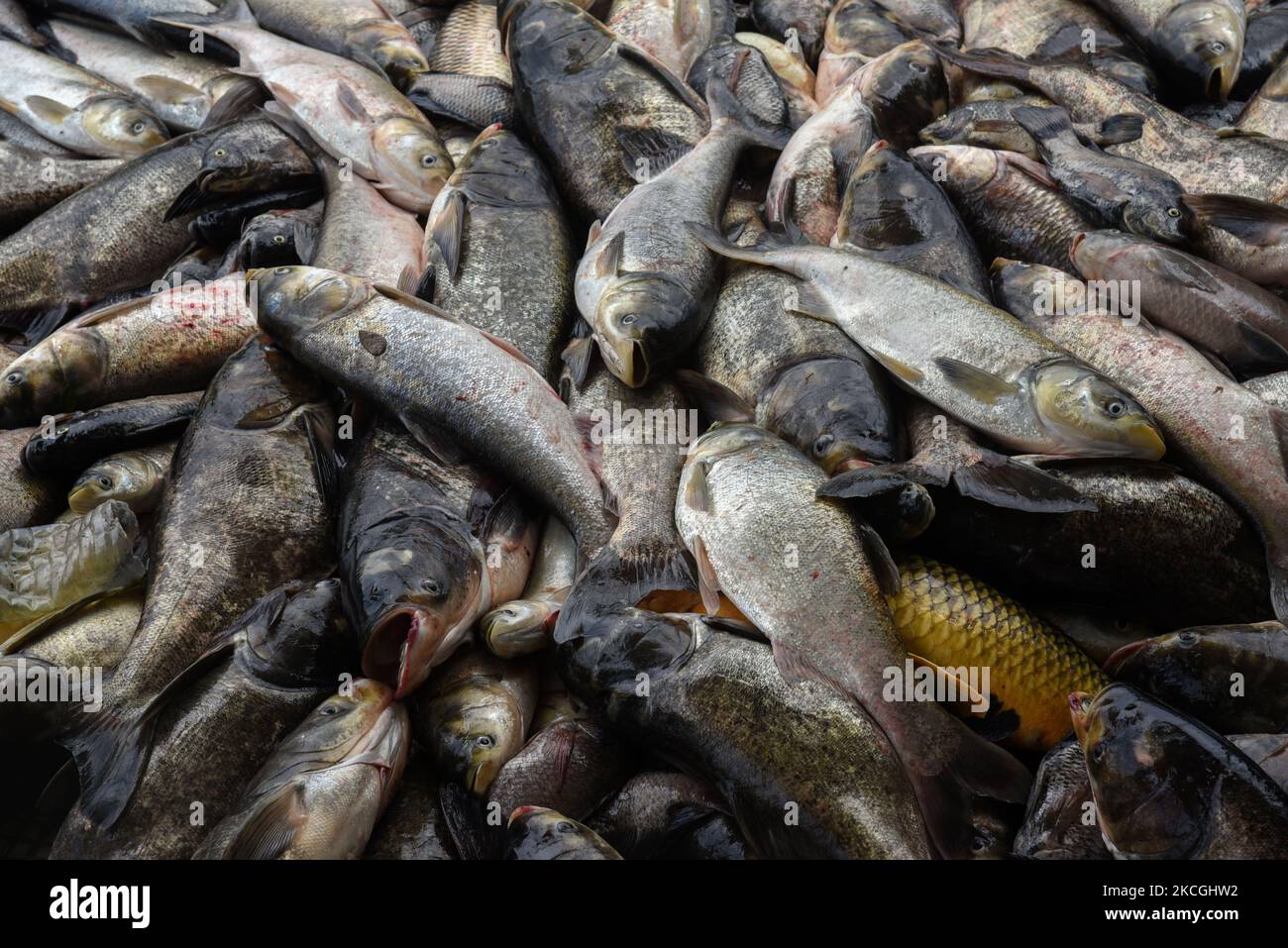 Oxygen Depletion Pollution