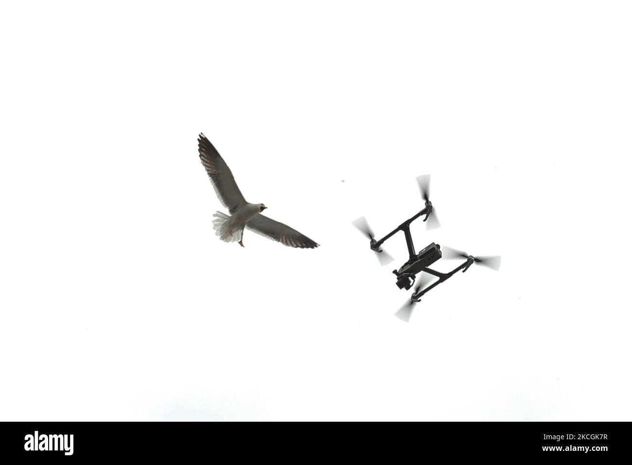 An angry seagull chassing a drone flying near its nest located on the ...
