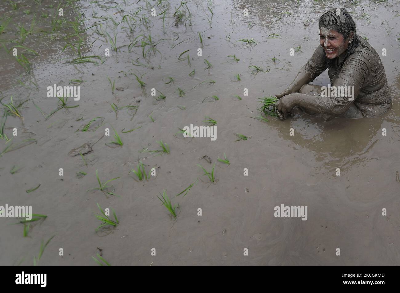 Nepalese People play in the mud as they plant rice saplings during ...