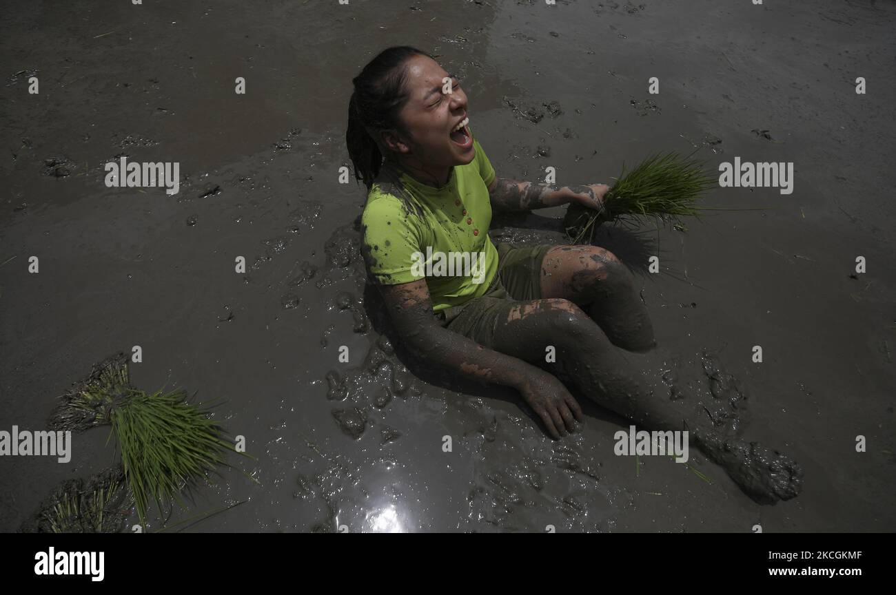 Nepalese People play in the mud as they plant rice saplings during ...