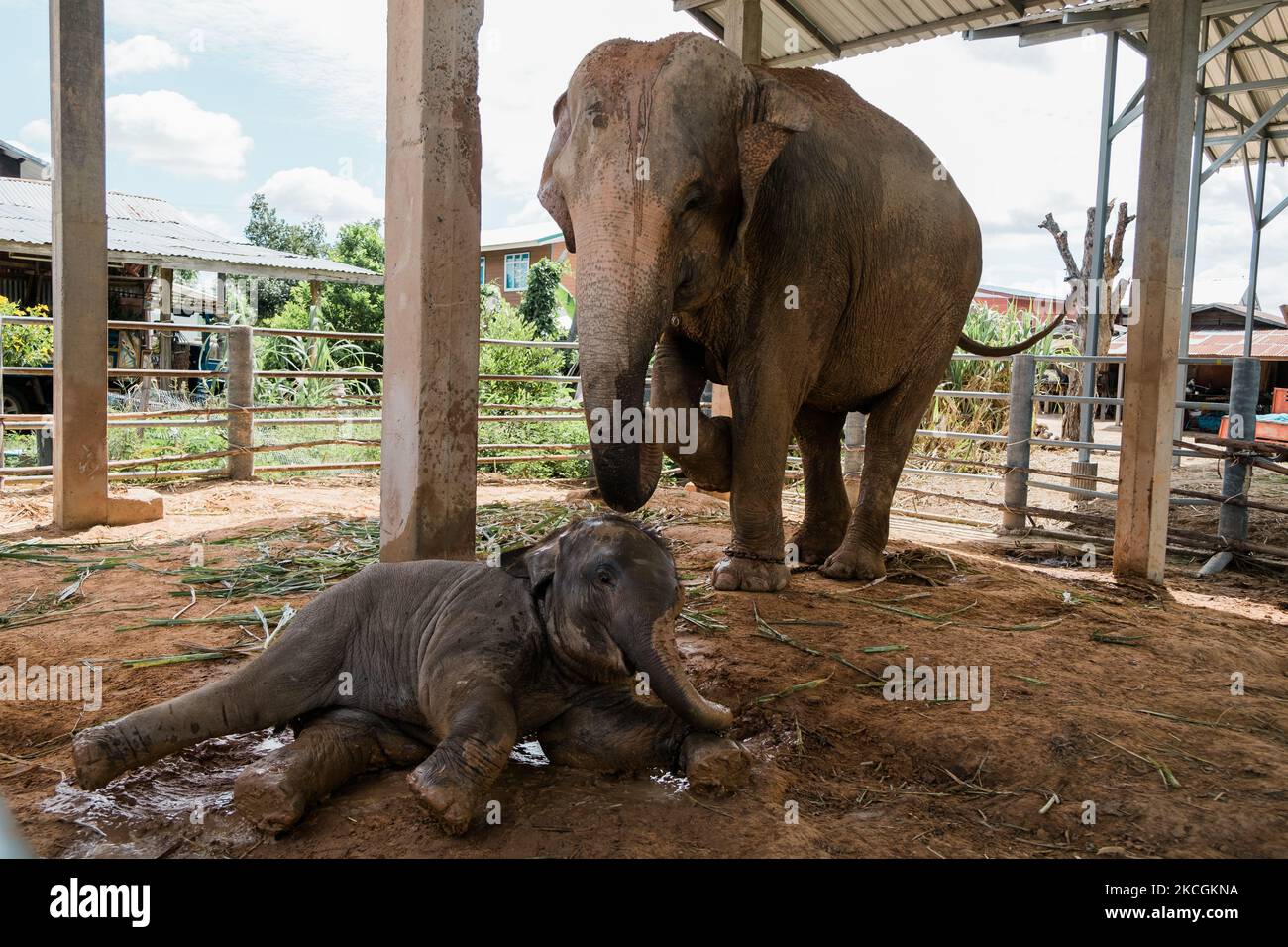 Phuket elephant care hi-res stock photography and images - Alamy