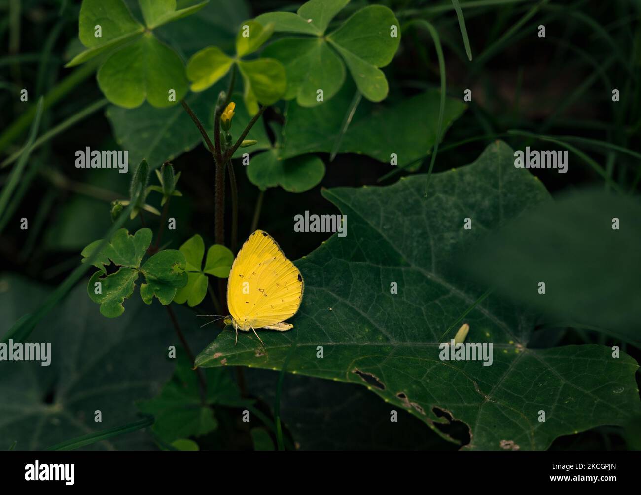Small pierid butterfly species hi-res stock photography and images - Alamy