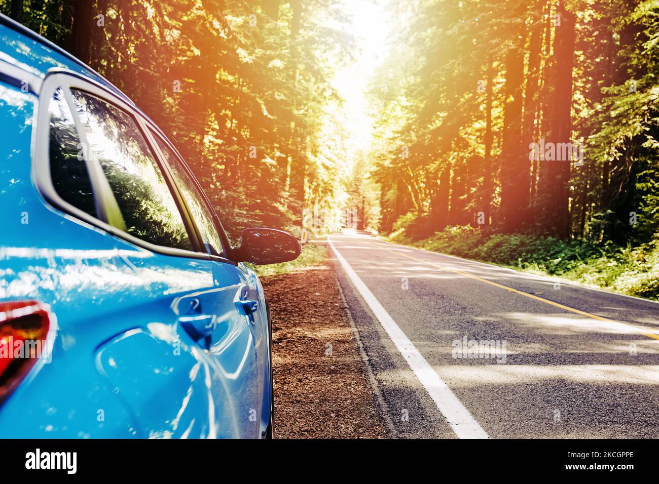 Blue car standing on the roadside in the redwood national forest ...
