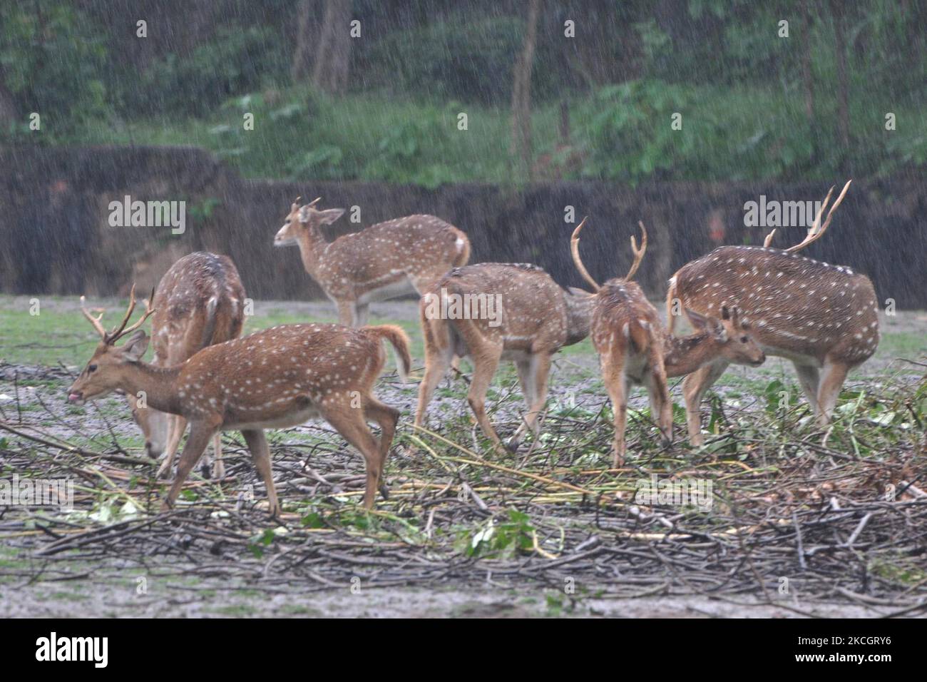 State zoo in assam hi-res stock photography and images - Alamy