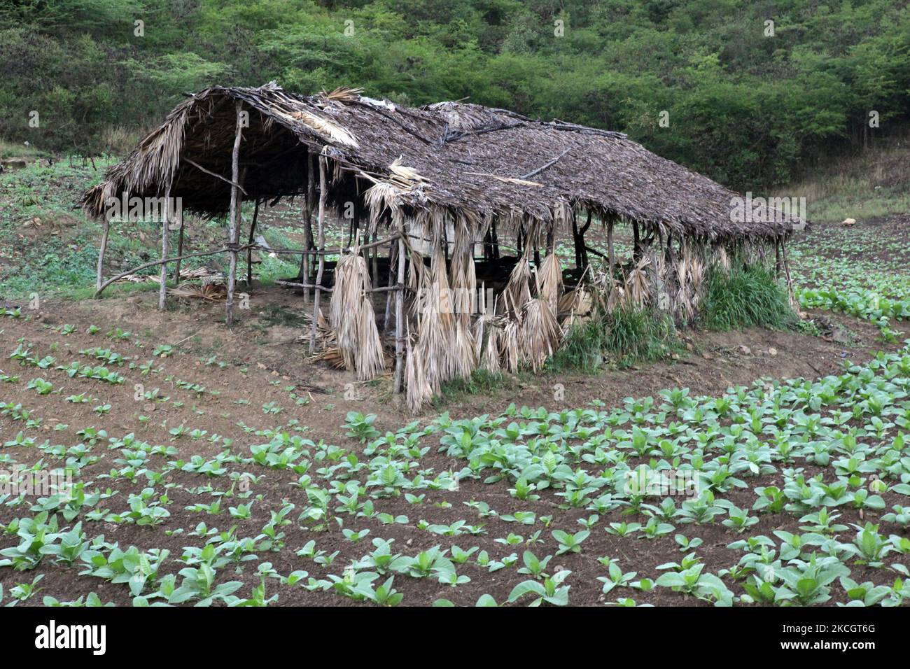 Tobacco plants growing at a tobacco plantation outside the city of ...