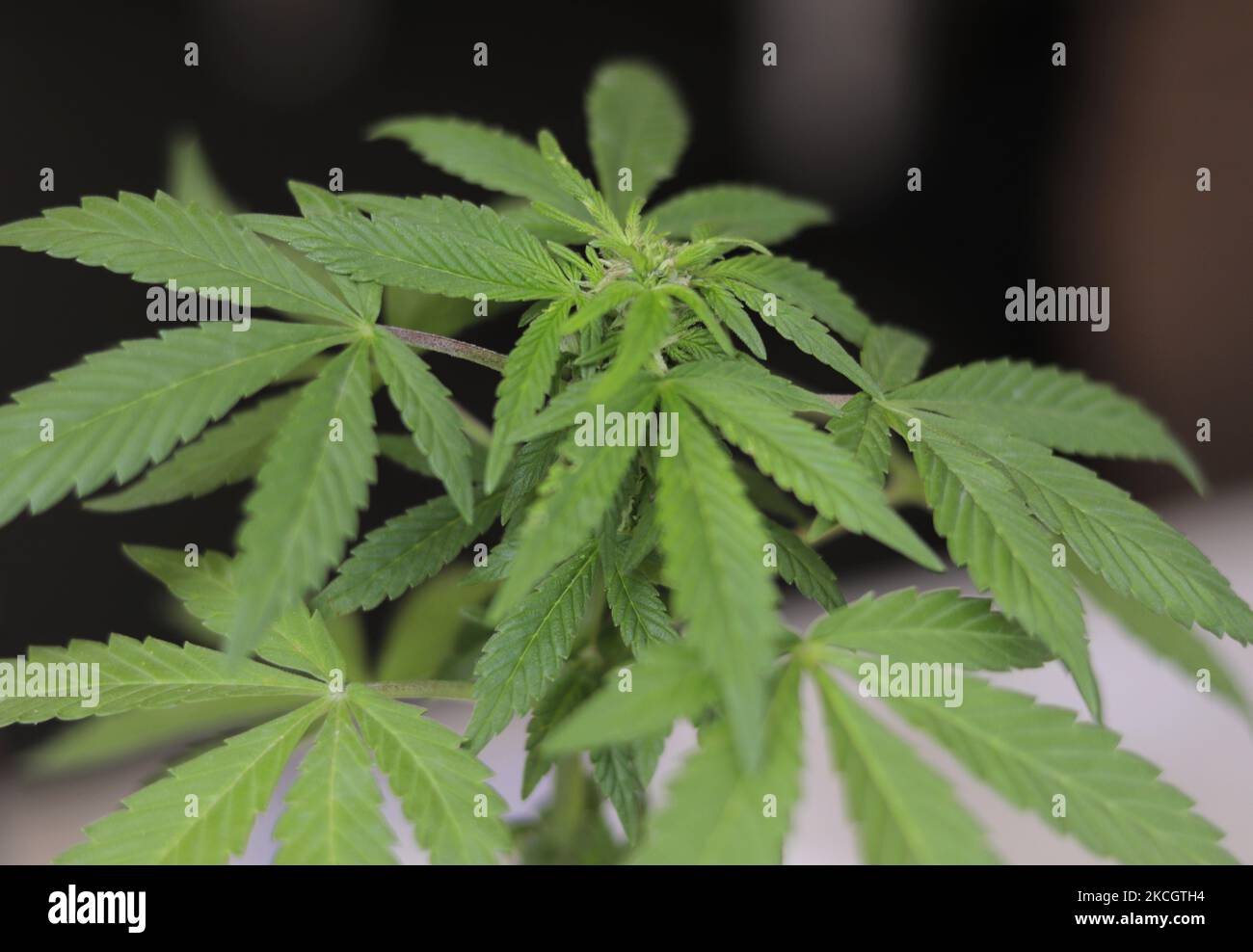 A pot of marijuana inside a plantation in front of the Supreme Court of ...