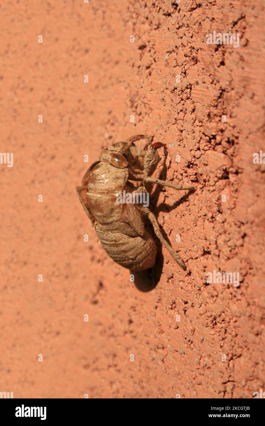 Close-up of a common cicada (Tibicen linnei) larval skin in a brick ...