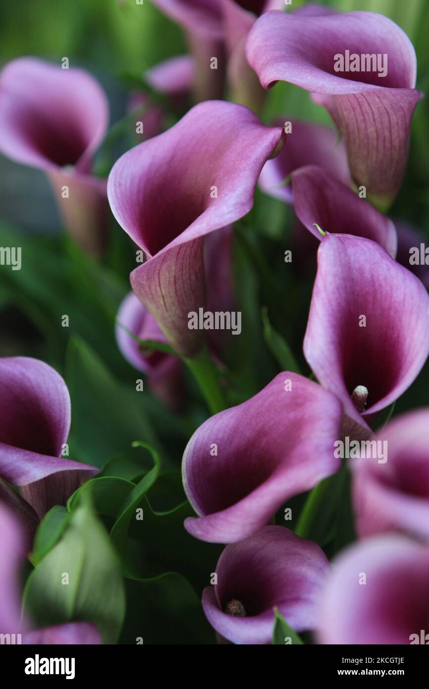 Toronto mist garden hi-res stock photography and images - Alamy