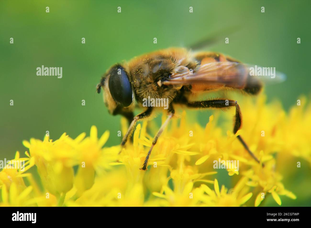 Hoverfly larvae hi-res stock photography and images - Alamy