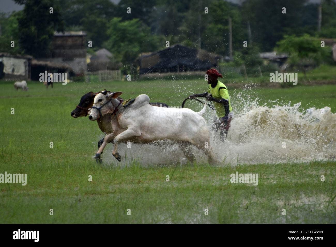 Cattle race during a Moichara sports in Bantra village, South 24 ...