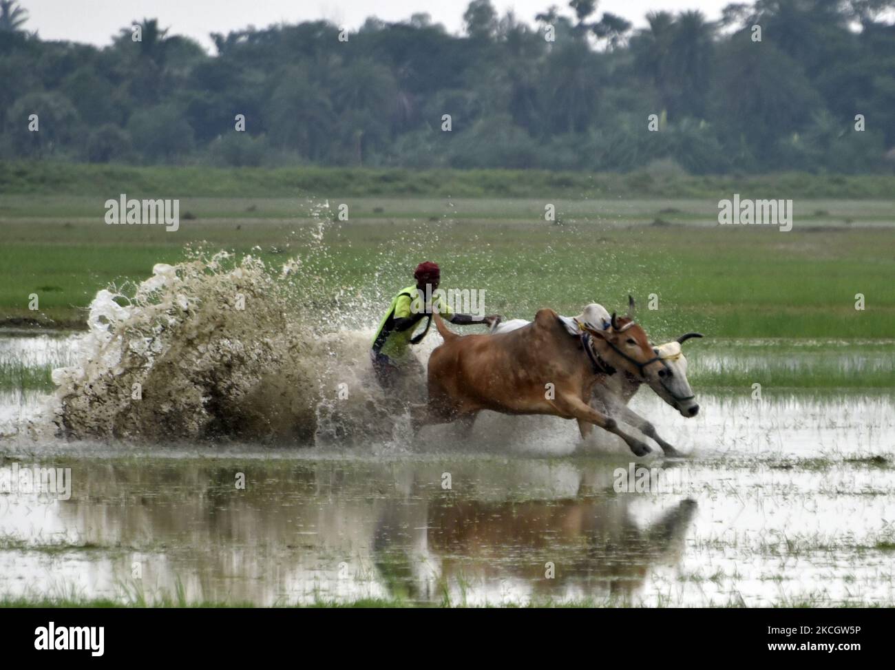 Cattle race during a Moichara sports in Bantra village, South 24 ...