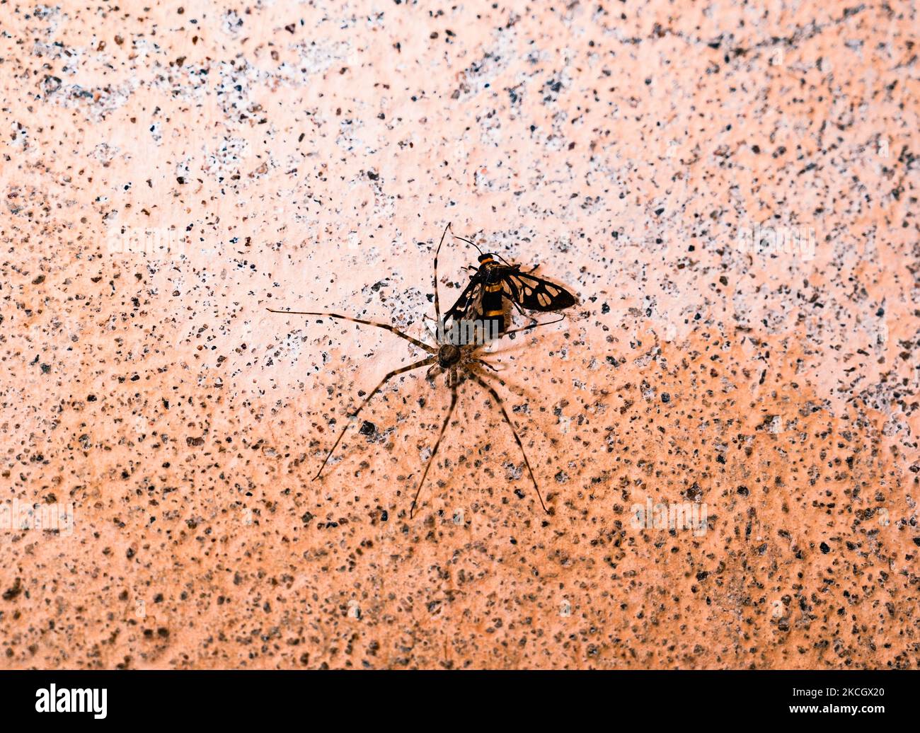 Tree trunk spiders (Family Hersiliidae) are a tropical and subtropical ...