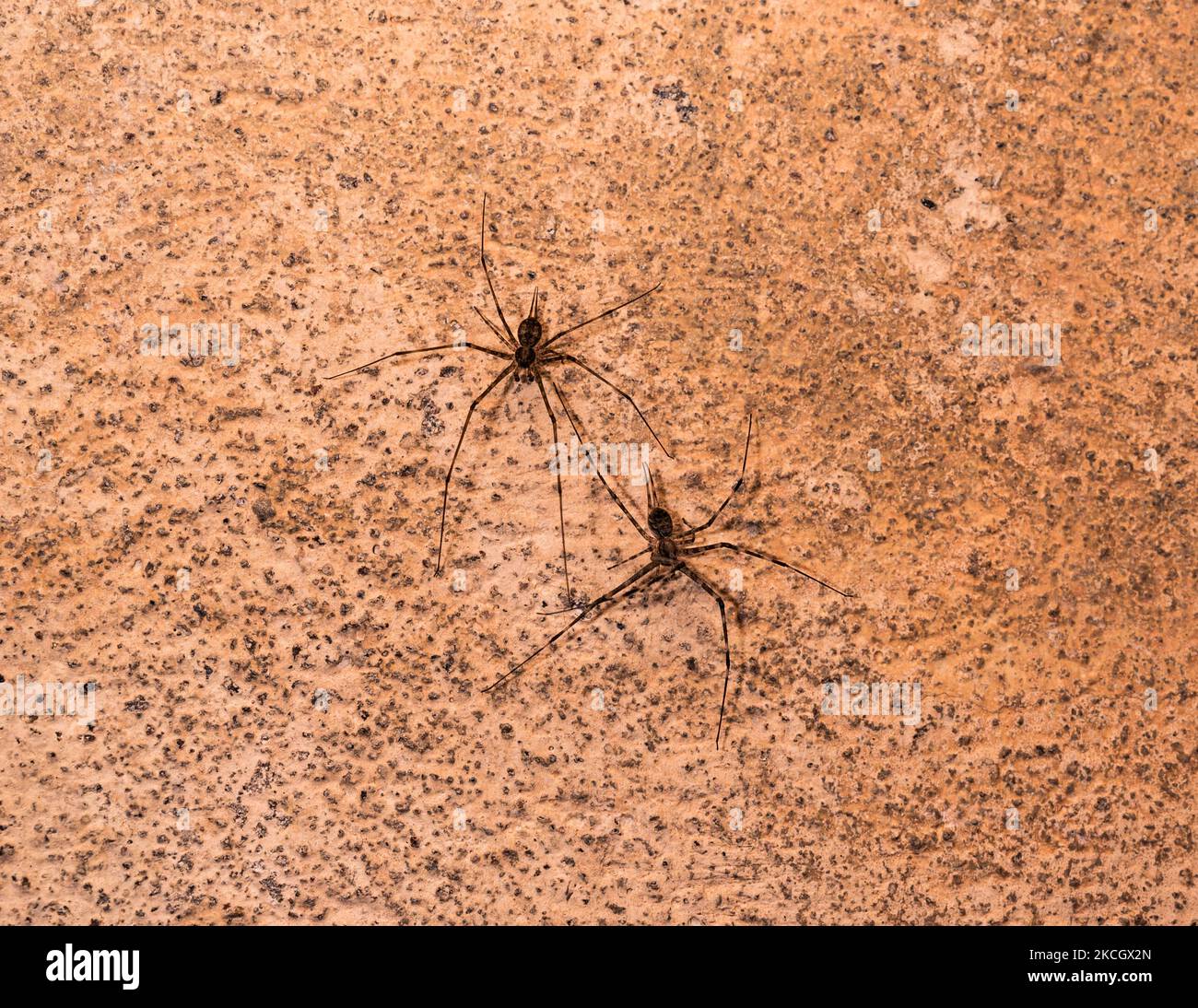 Tree trunk spiders (Family Hersiliidae) are a tropical and subtropical ...