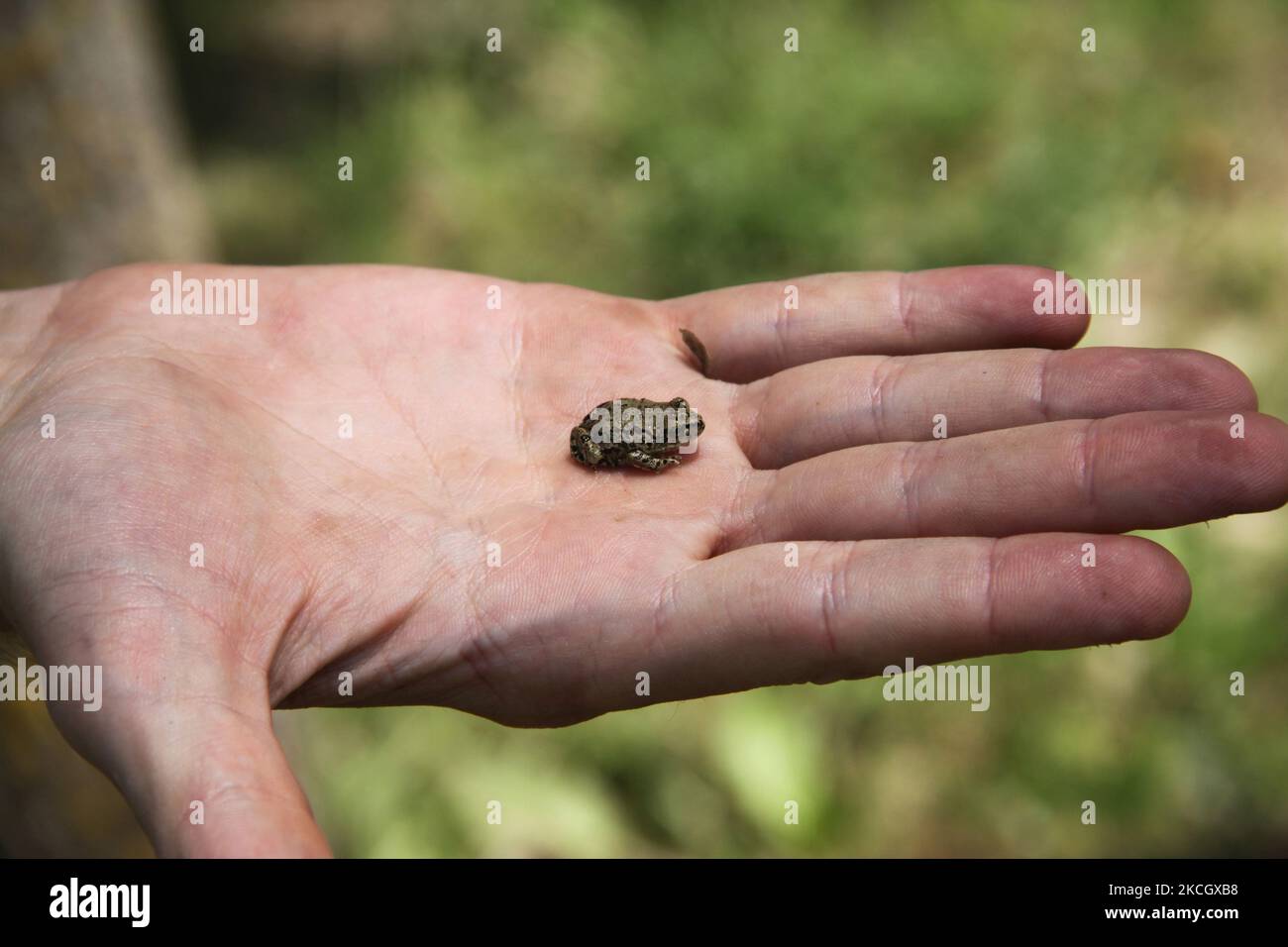 Man holding a small Kashmiri frog in the palm of his hand in Hajibagh ...