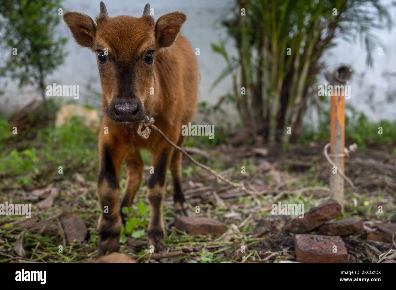 Anoa population hi-res stock photography and images - Alamy