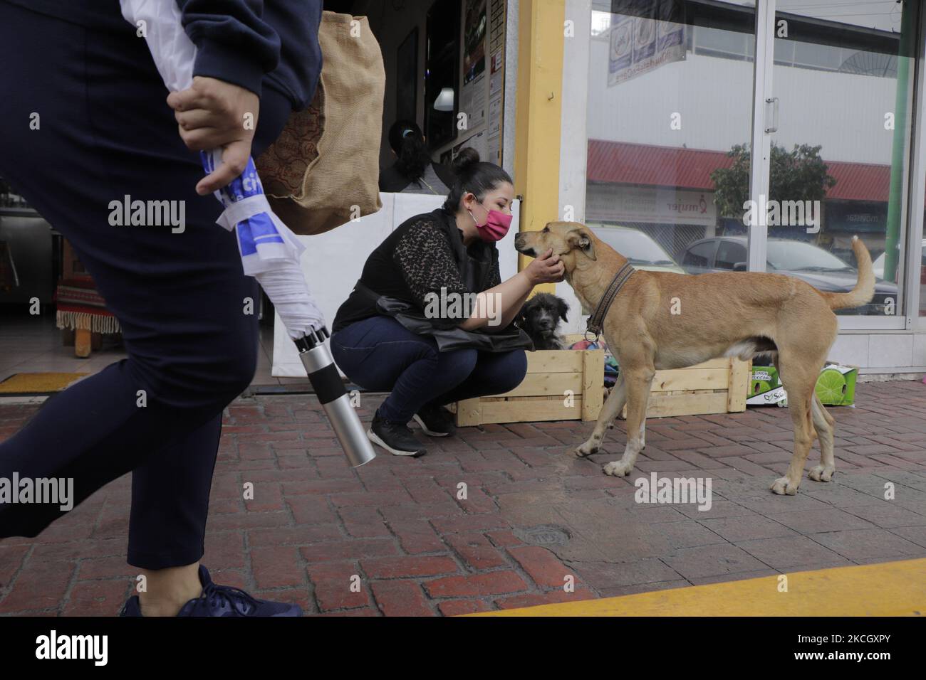 Mexico city restaurant offers food and shelter to street dogs hi-res ...