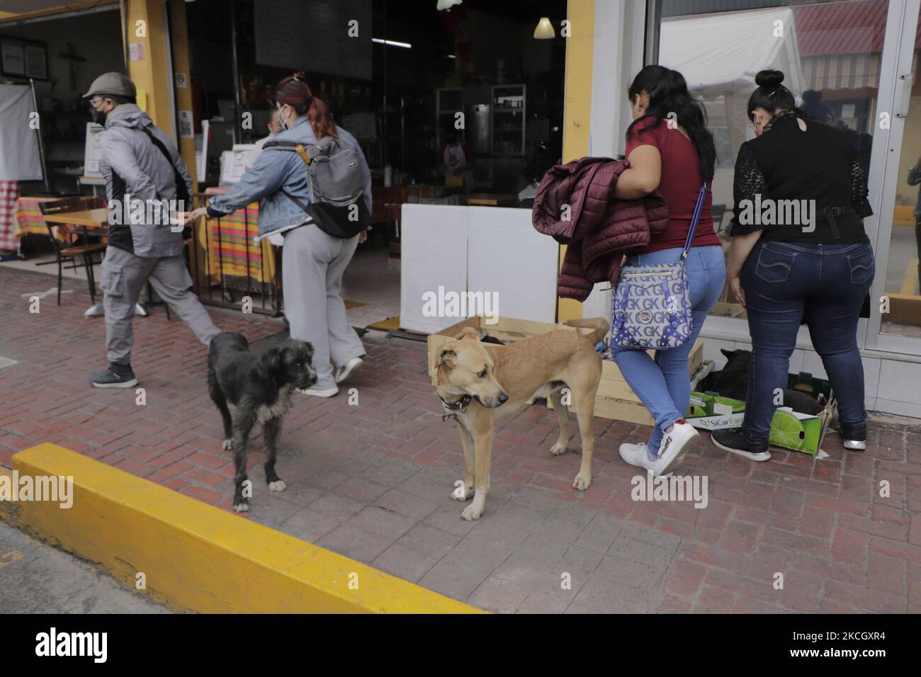 Mexico city restaurant offers food and shelter to street dogs hi-res ...