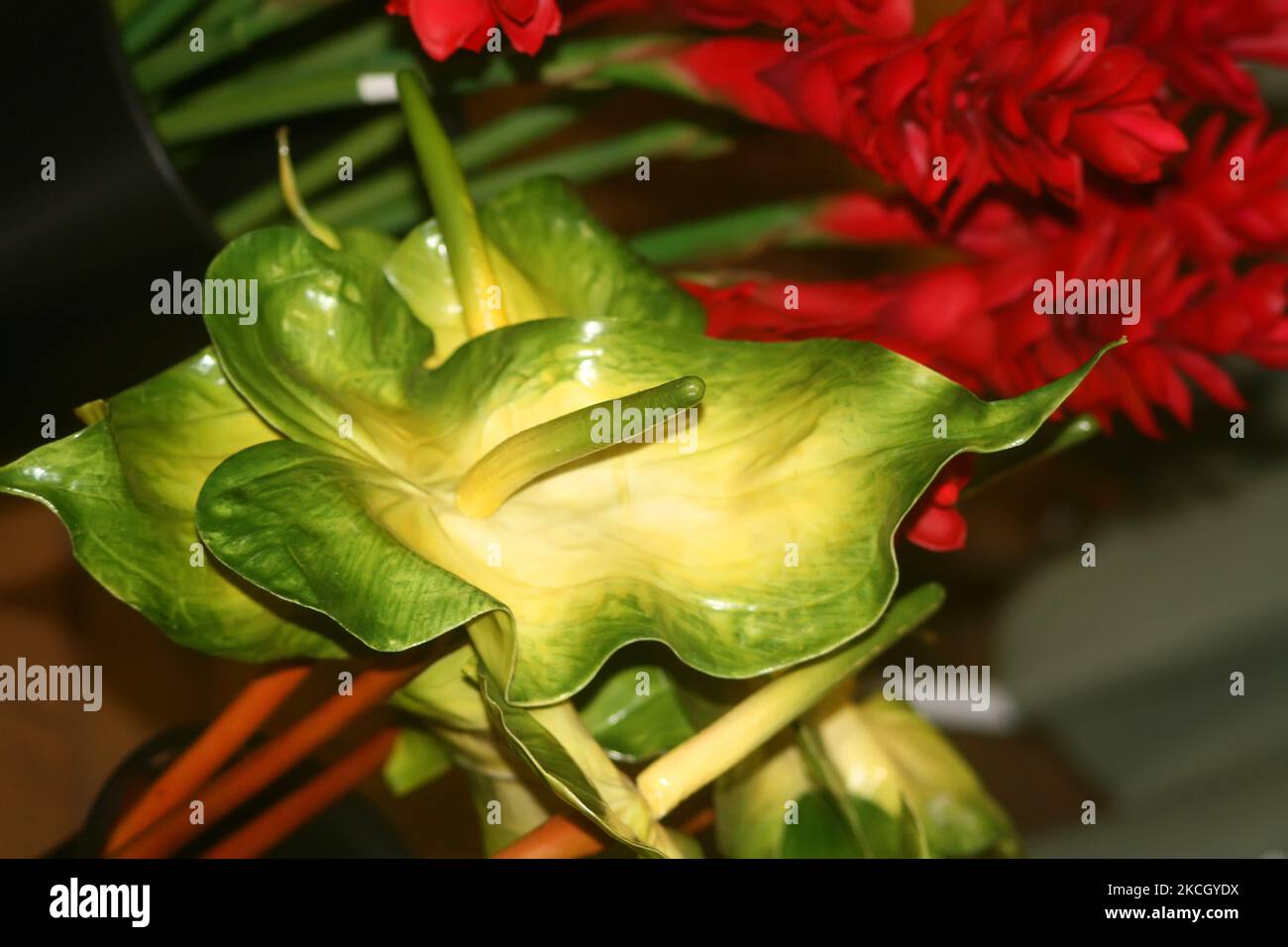 Exotic green, yellow and white calla lilies (Zantedeschia aethiopica ...