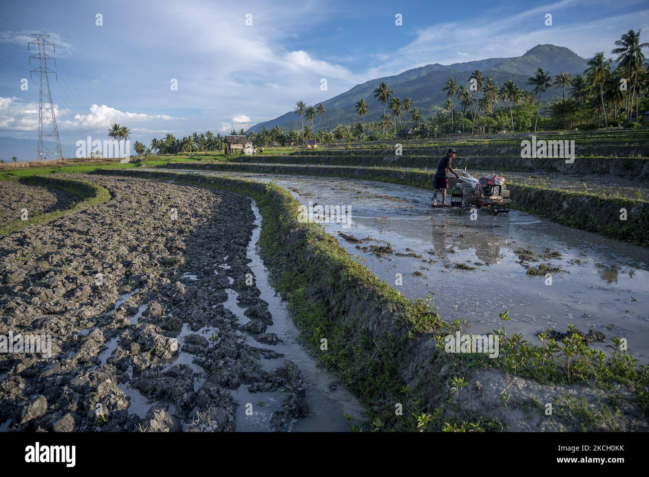 A farmer plows his rainfed rice field which has just been reprocessed ...