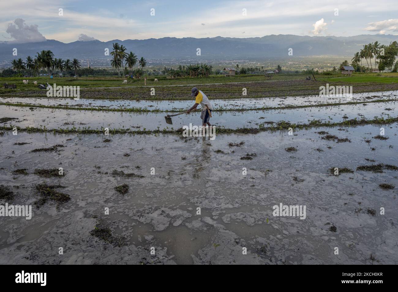 A farmer plows his rainfed rice field which has just been reprocessed ...