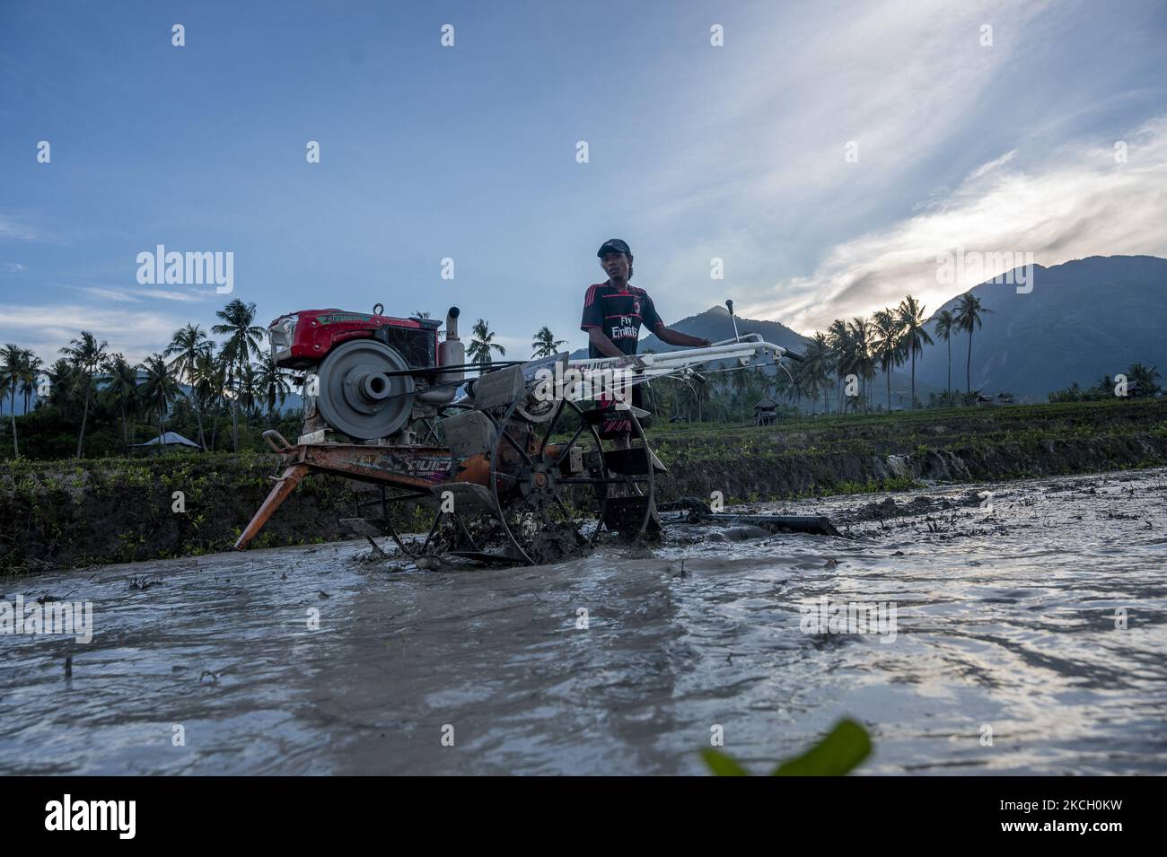 A farmer plows his rainfed rice field which has just been reprocessed ...