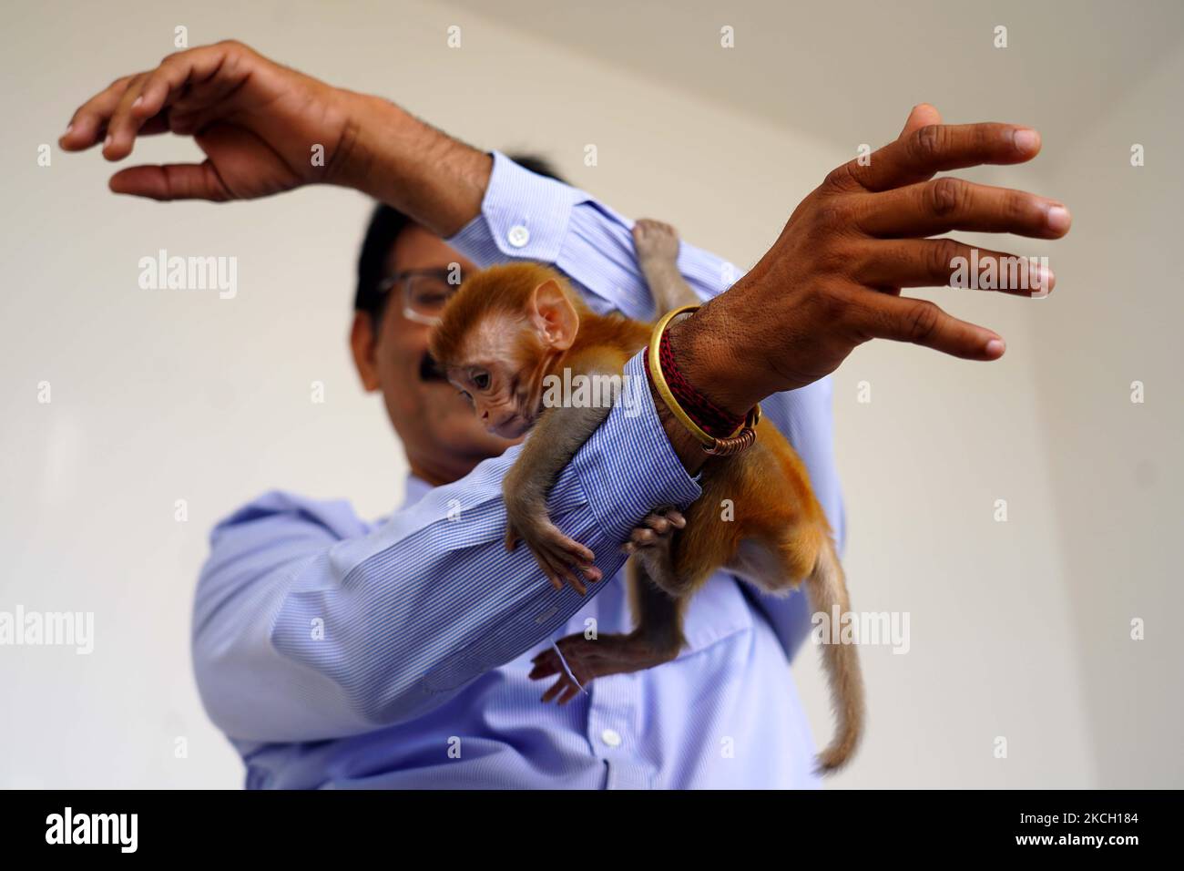 An Infant Monkey Playing With Snake Rescuer Vijay Yadav Who Recently ...
