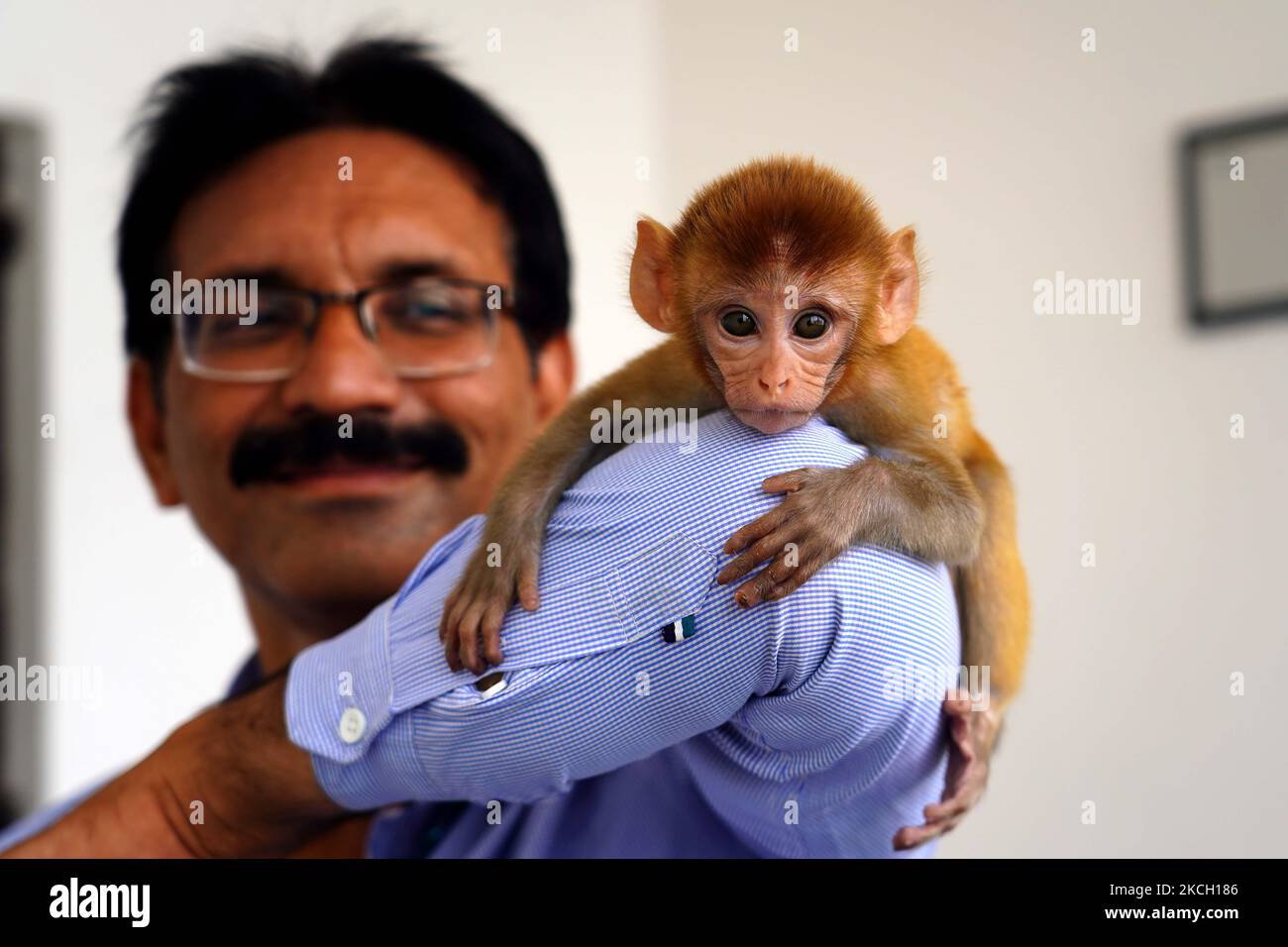 An Infant Monkey Playing With Snake Rescuer Vijay Yadav Who Recently ...