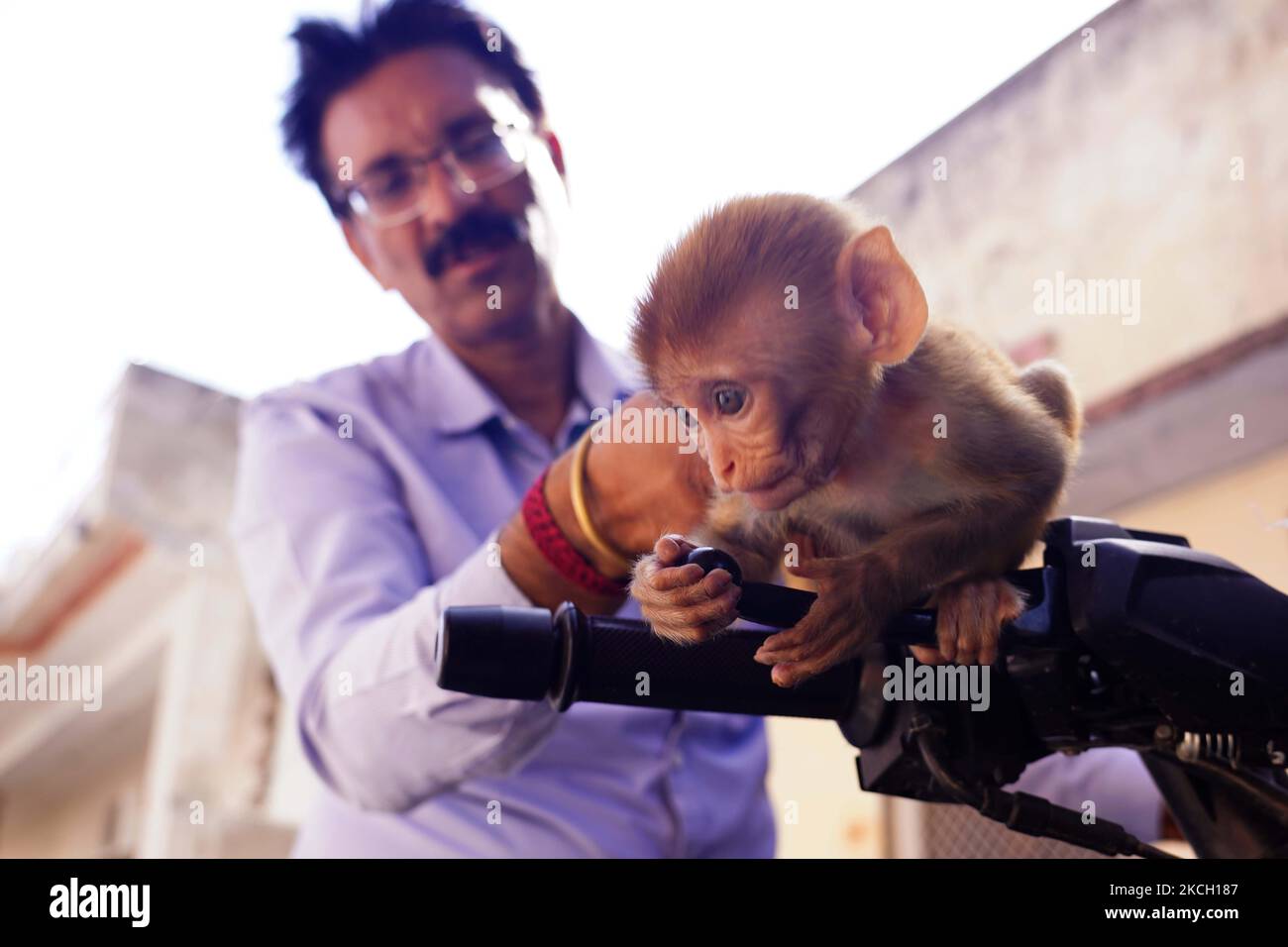 An Infant Monkey Playing With Snake Rescuer Vijay Yadav Who Recently ...