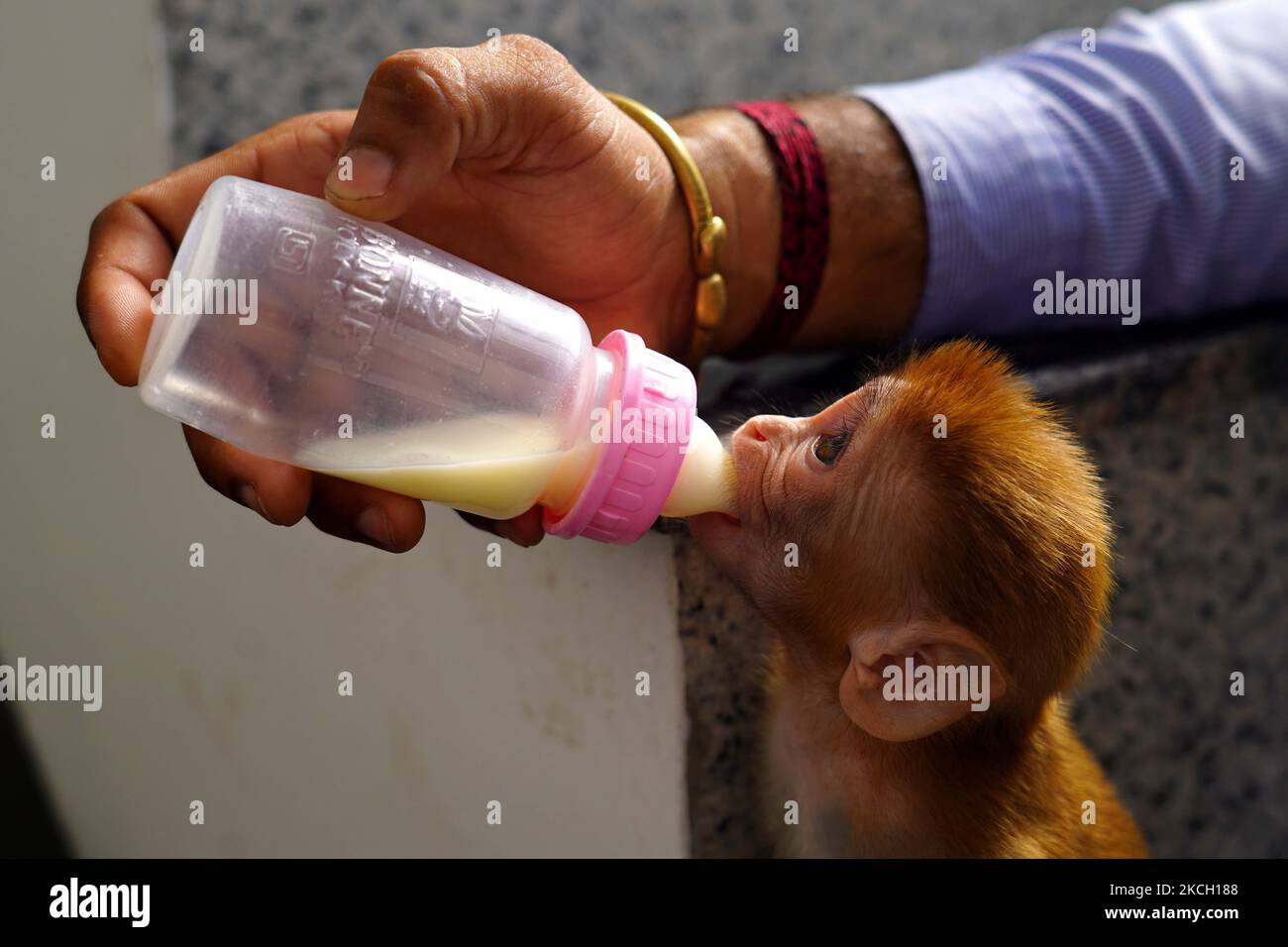 An Infant Monkey Playing With Snake Rescuer Vijay Yadav Who Recently ...