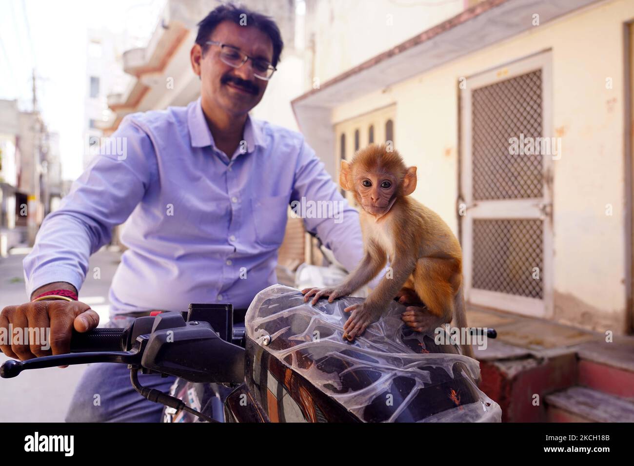 An Infant Monkey Playing With Snake Rescuer Vijay Yadav Who Recently ...