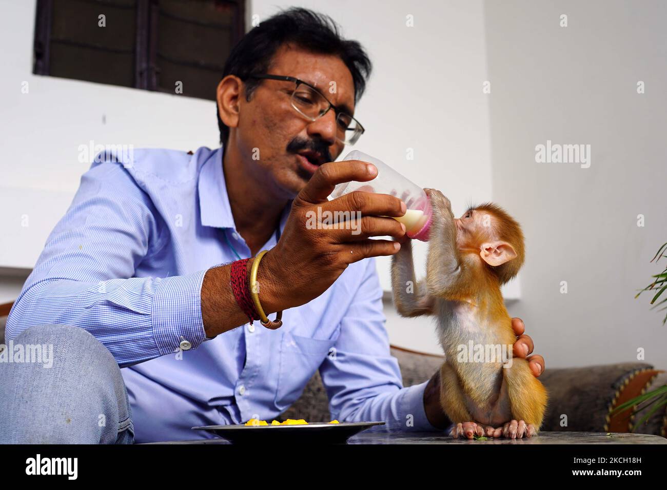 An Infant Monkey Playing With Snake Rescuer Vijay Yadav Who Recently ...