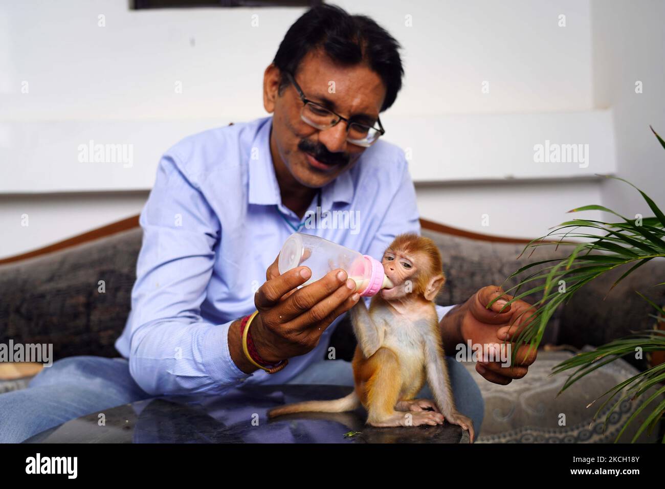 An Infant Monkey Playing With Snake Rescuer Vijay Yadav Who Recently ...